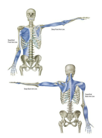 The Intersections of Our Body: Exploring Fascia Lines - AdaptiveBodyWork