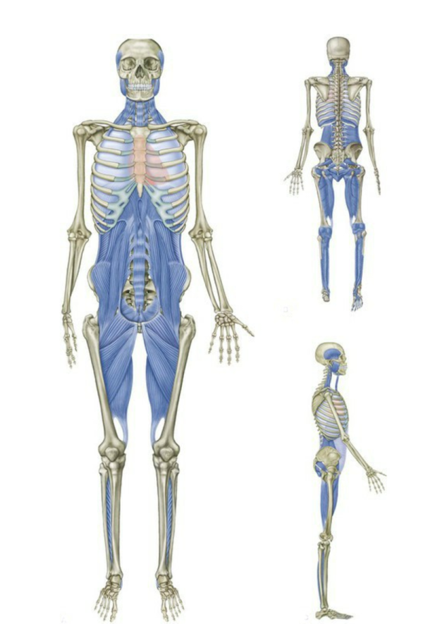 The Intersections of Our Body: Exploring Fascia Lines - AdaptiveBodyWork
