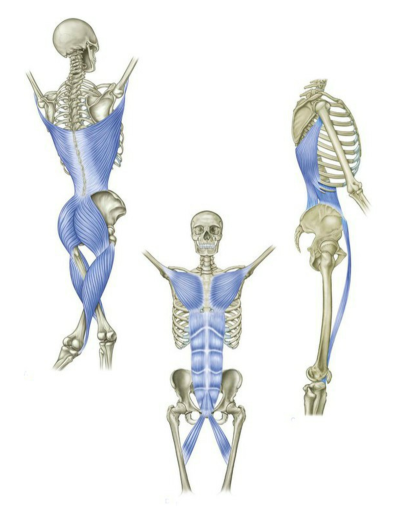 The Intersections of Our Body: Exploring Fascia Lines - AdaptiveBodyWork