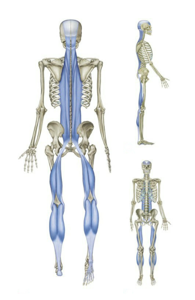 The Intersections of Our Body: Exploring Fascia Lines - AdaptiveBodyWork