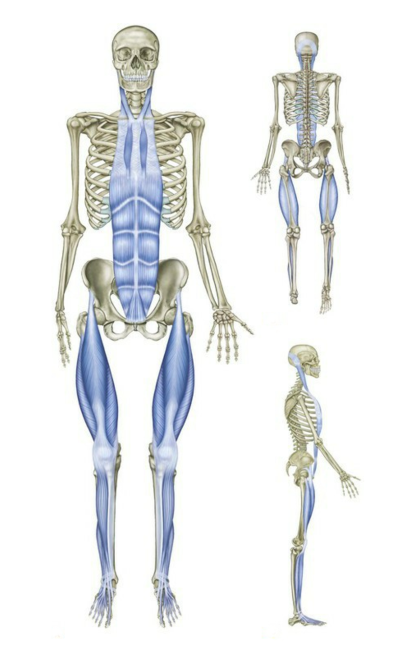 The Intersections of Our Body: Exploring Fascia Lines - AdaptiveBodyWork