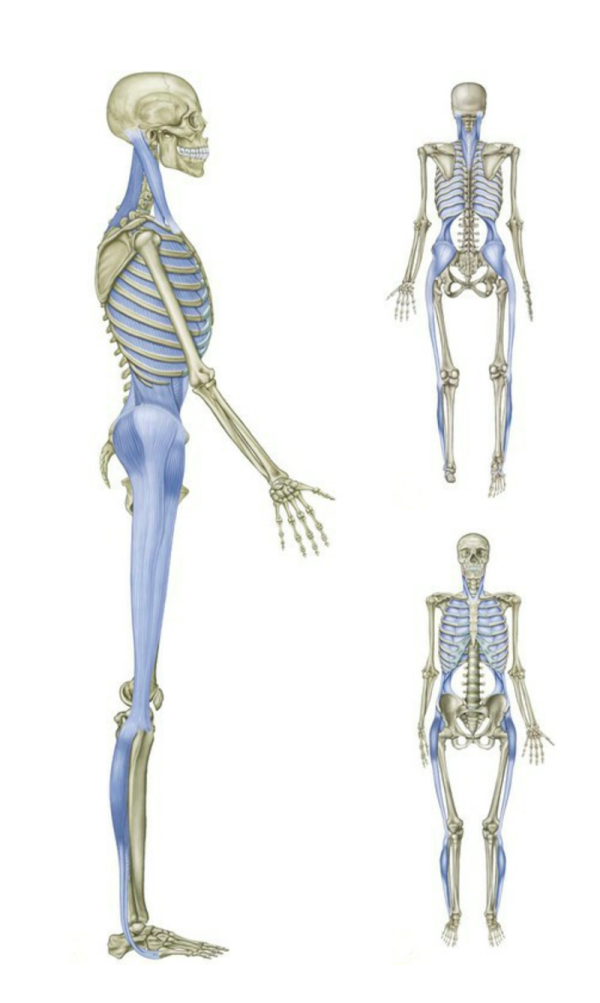 The Intersections of Our Body: Exploring Fascia Lines - AdaptiveBodyWork